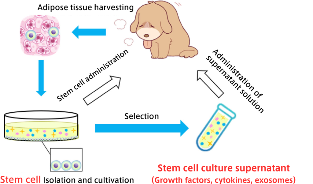 Animal regenerative medicine - Frontier